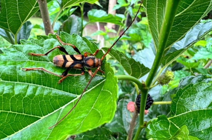 Which invasive species truly threaten vineyards?