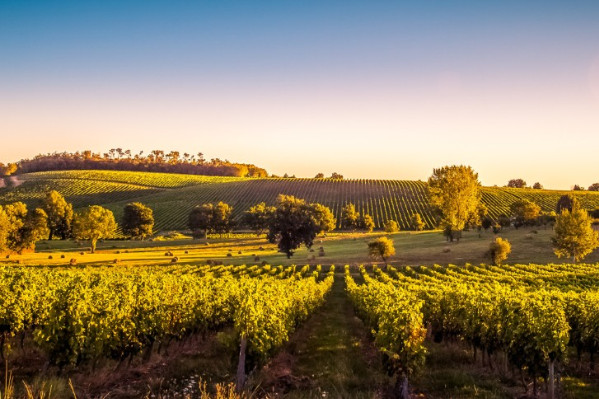 French AOC wines can now experiment