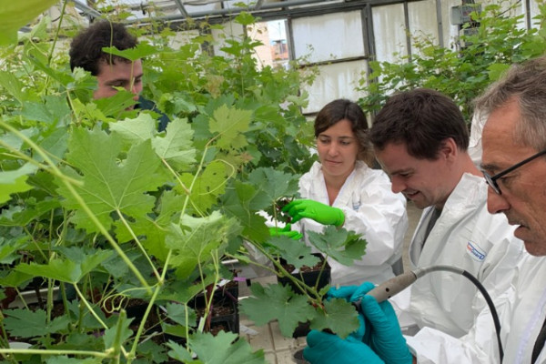 A micro-organism found to prevent vine die-back diseases