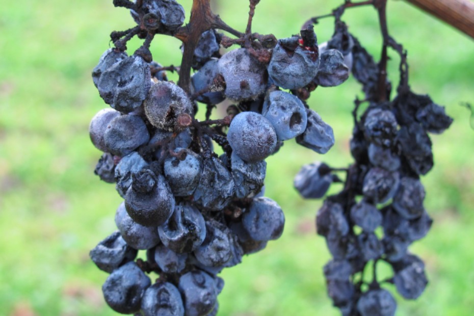 Les biosolutions, grands pouvoirs de la nature : Mildiou, Black rot ...