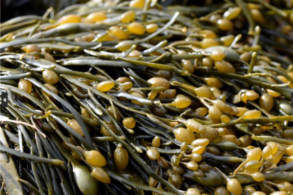 Les biosolutions, grands pouvoirs de la nature : La récolte des algues ...