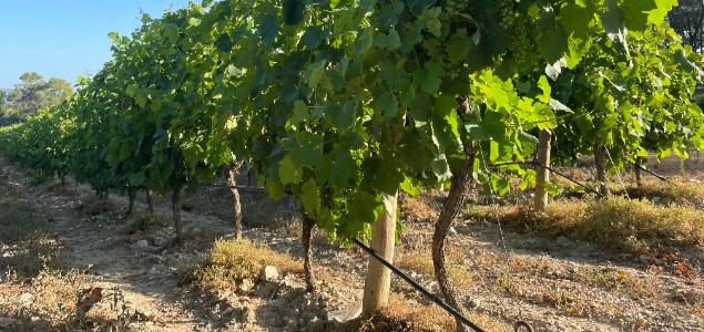 Ferti-irrigation : et si vos vignes buvaient juste ce qu'il faut au bon ...